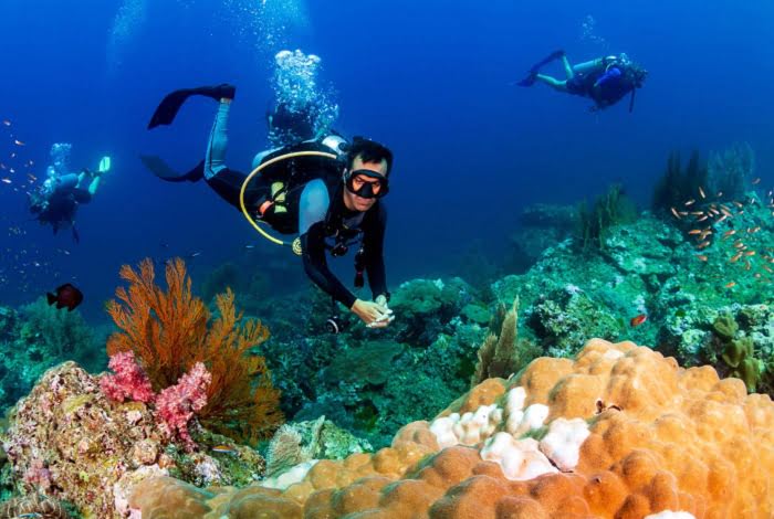 Discover the Red Sea | Aquanaut Dive Club